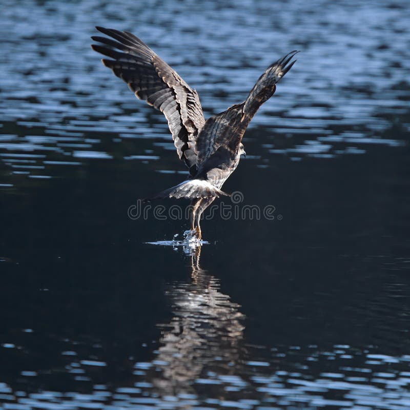 Female Snail Kite Grabbing Snail in Water Stock Image - Image of ...