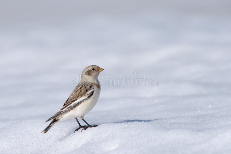 Female Snow Bunting in Winter Plumage Stock Image - Image of wildlife ...