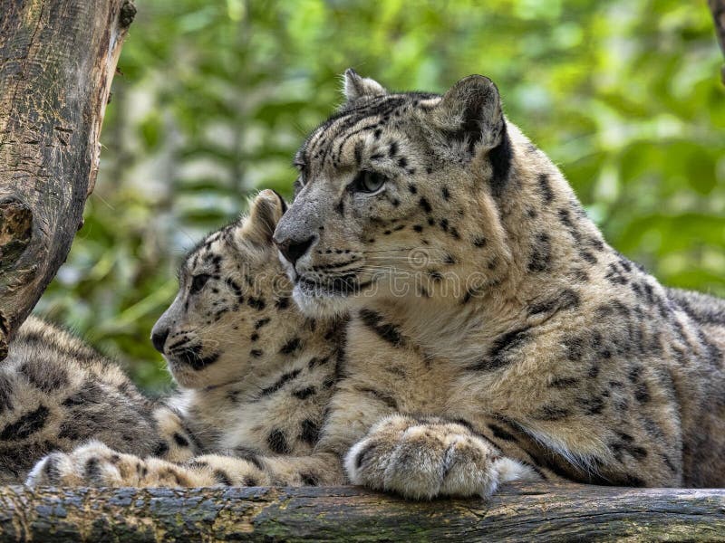 Female Snow Leopard, Panthera Uncia, with Cubs Sits on an Elevated Spot ...
