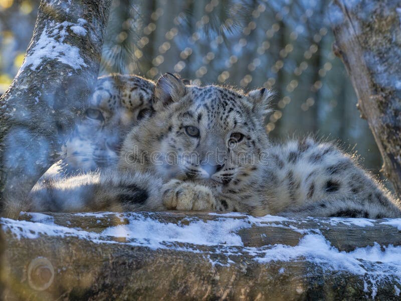 The Female Snow Leopard, Panthera Uncia, with a Grown Cub Lying on a ...