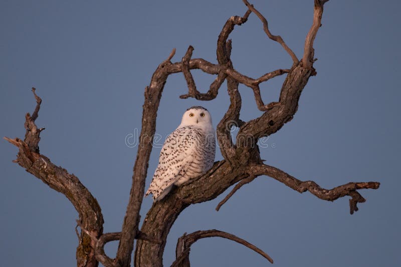 Female Snowy Owl Perching in a Dead Tree Stock Photo - Image of bird ...
