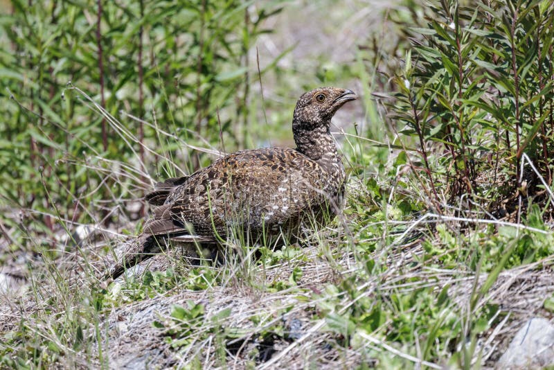 Female Sooty Grouse bird stock photo. Image of animal - 365445296