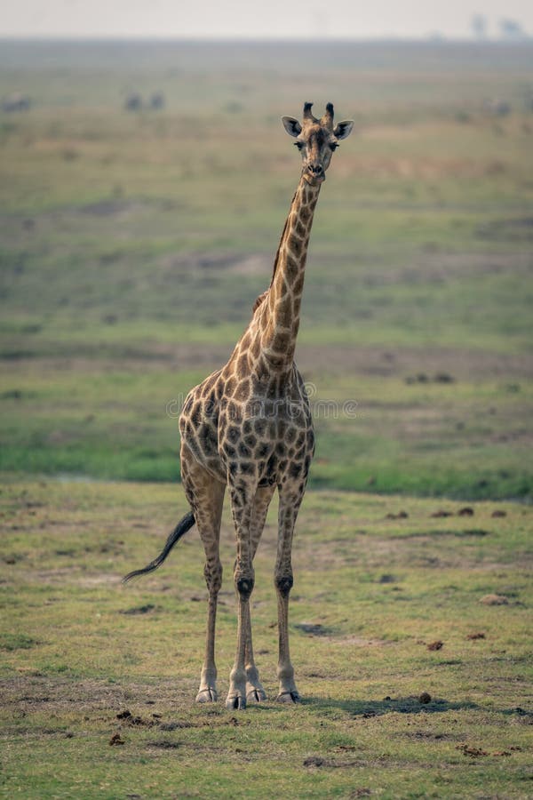 Female Southern Giraffe Stands Facing Towards Camera Stock Photo ...