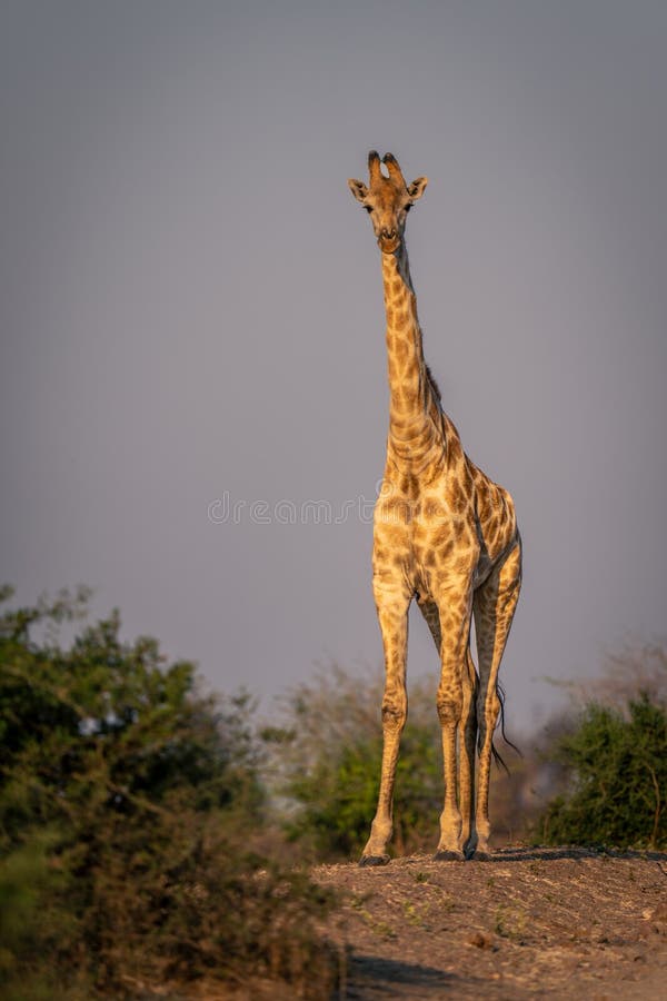 Female Southern Giraffe Stands on Low Bank Stock Photo - Image of ...