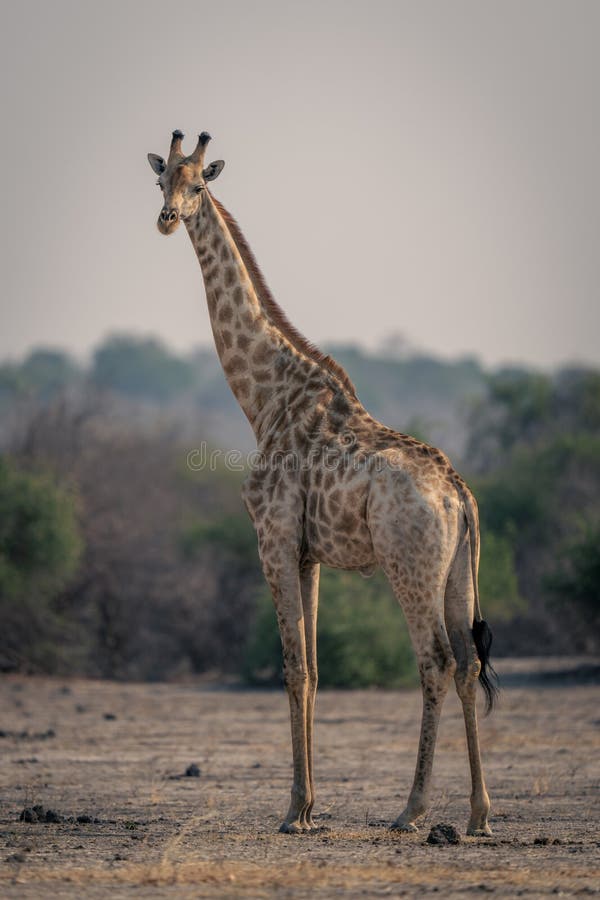 Female Southern Giraffe Stands Turning Towards Camera Stock Photo ...