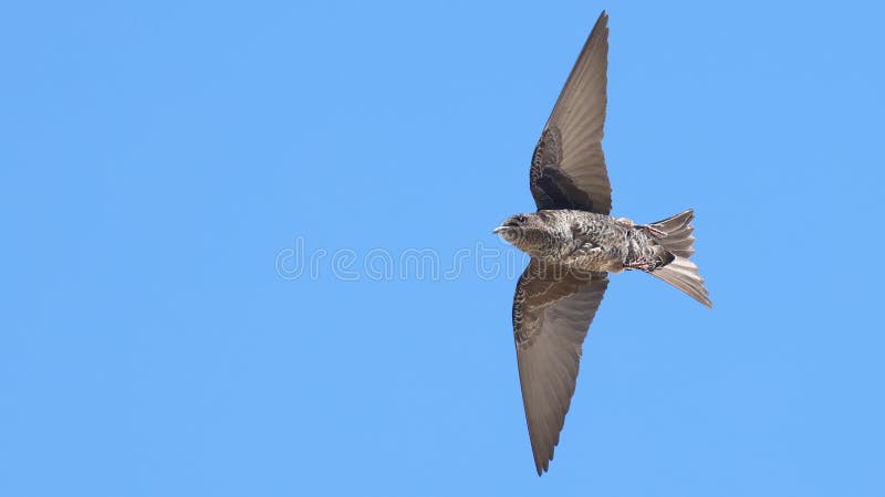 Female Southern Martin in Flight Stock Photo - Image of outdoor, nature ...