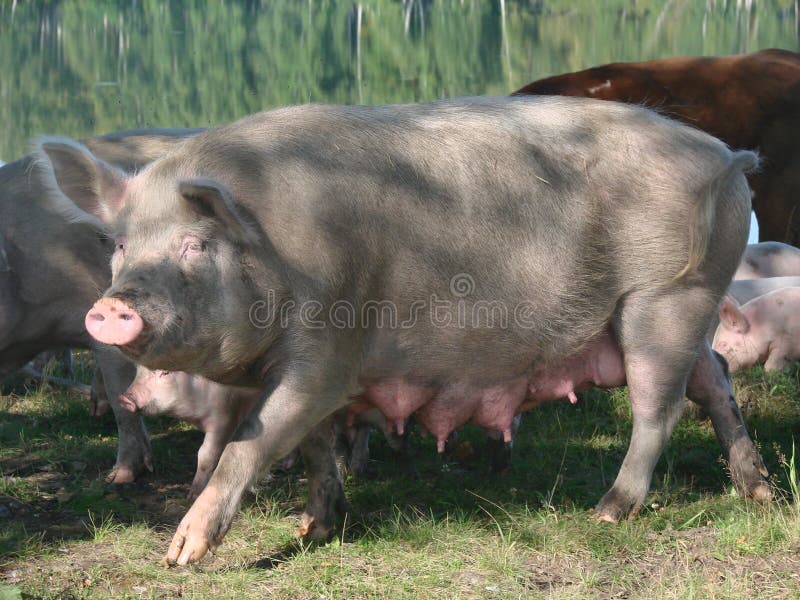 Female sow pig stock photo. Image of side, standing, udders - 15866084
