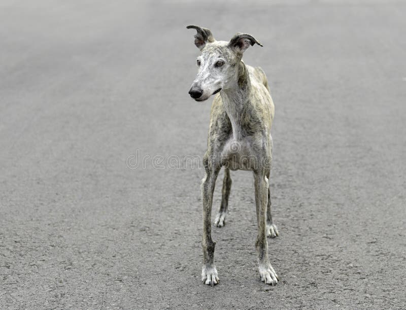 Spanish Galgo dog stock image. Image of friendship, female - 36423533