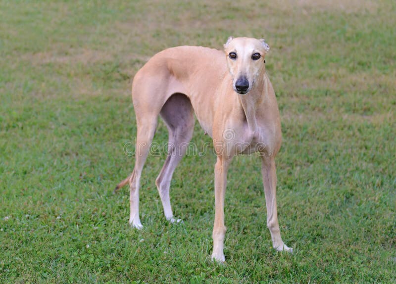 Spanish Galgo dog stock image. Image of friendship, female - 36423533