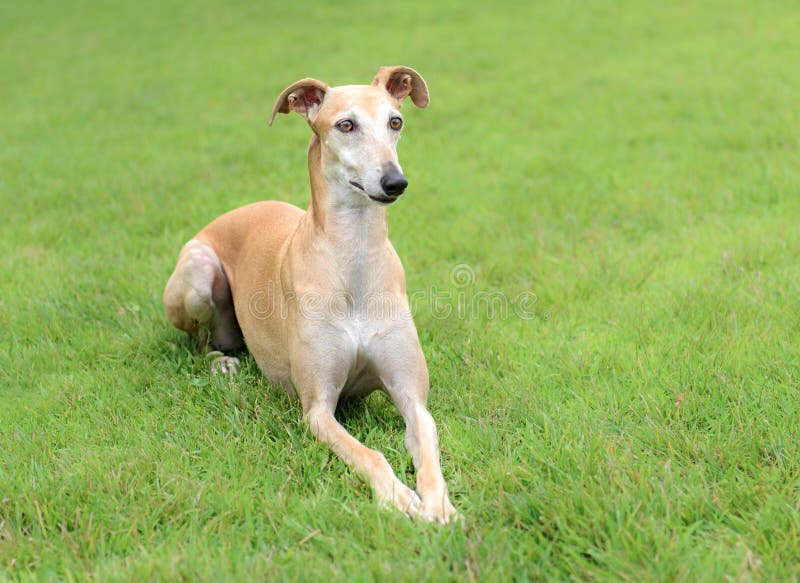 Female Spanish Galgo dog stock image. Image of family - 36423571