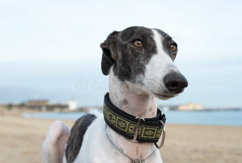 Female spanish greyhound stock image. Image of domestic - 36423425