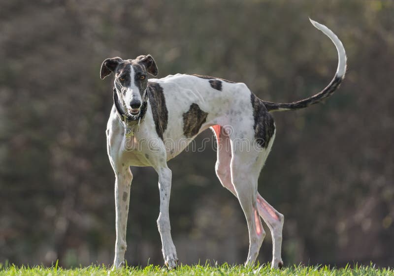 Female spanish greyhound stock image. Image of portrait - 36423407