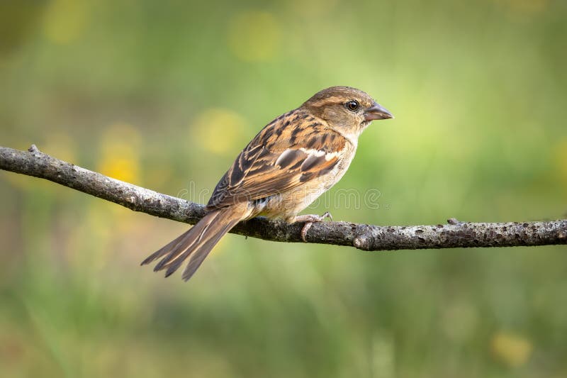 A Female Sparrow Sat on a Tree Branch Stock Photo - Image of ...