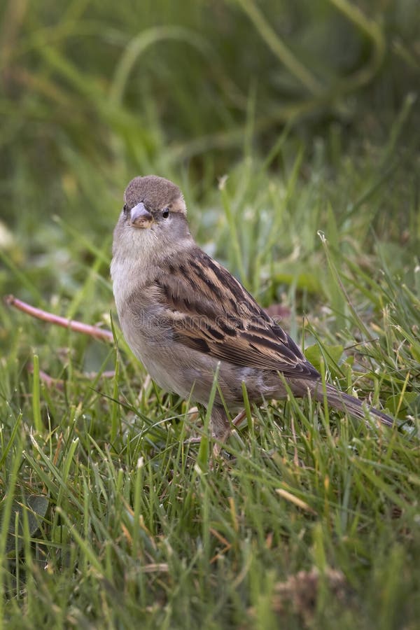 Female Sparrow stock photo. Image of background, songbird - 315787032