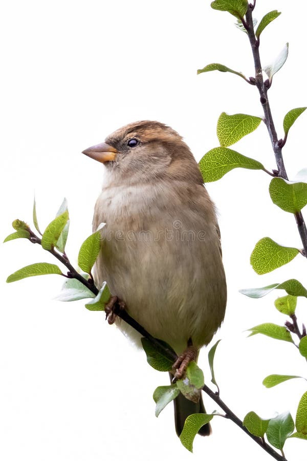 Sparrow on the tree stock image. Image of beak, fast - 179754745