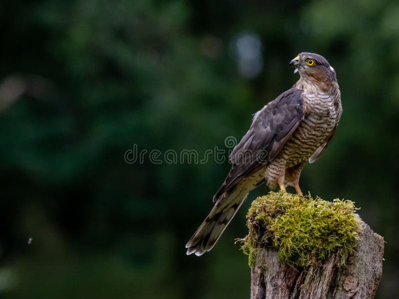 Female Sparrowhawk Perched on a Tree Branch Stock Image - Image of ...