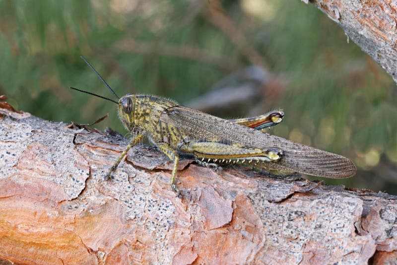Female Specimen of Migratory Locust Stock Image - Image of enthomology ...