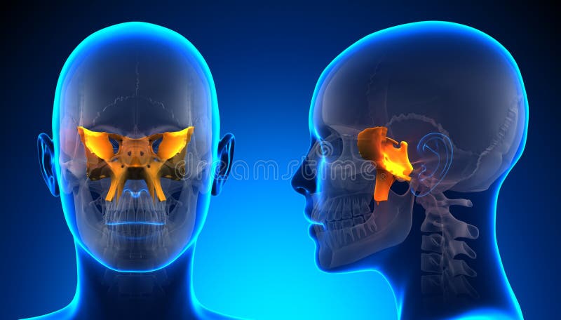 Sphenoid Bone - Skull / Cranium Anatomy Stock Illustration ...
