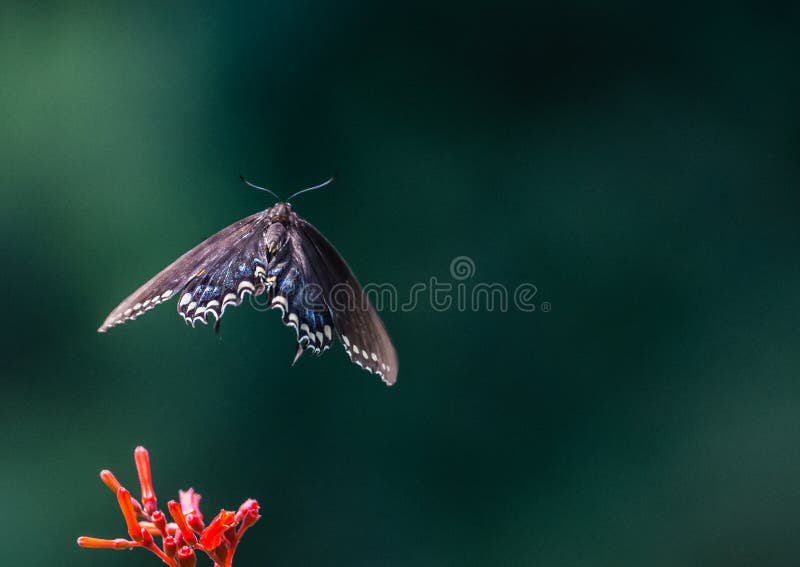 Spicebush Moth Stock Photos - Free & Royalty-Free Stock Photos from ...