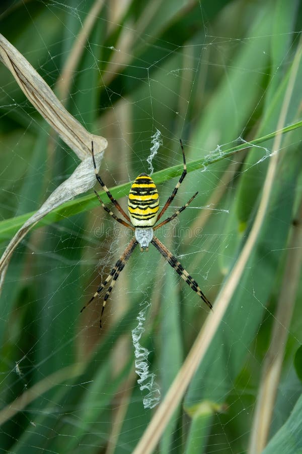 243 Stabilimentum Photos - Free & Royalty-Free Stock Photos from Dreamstime