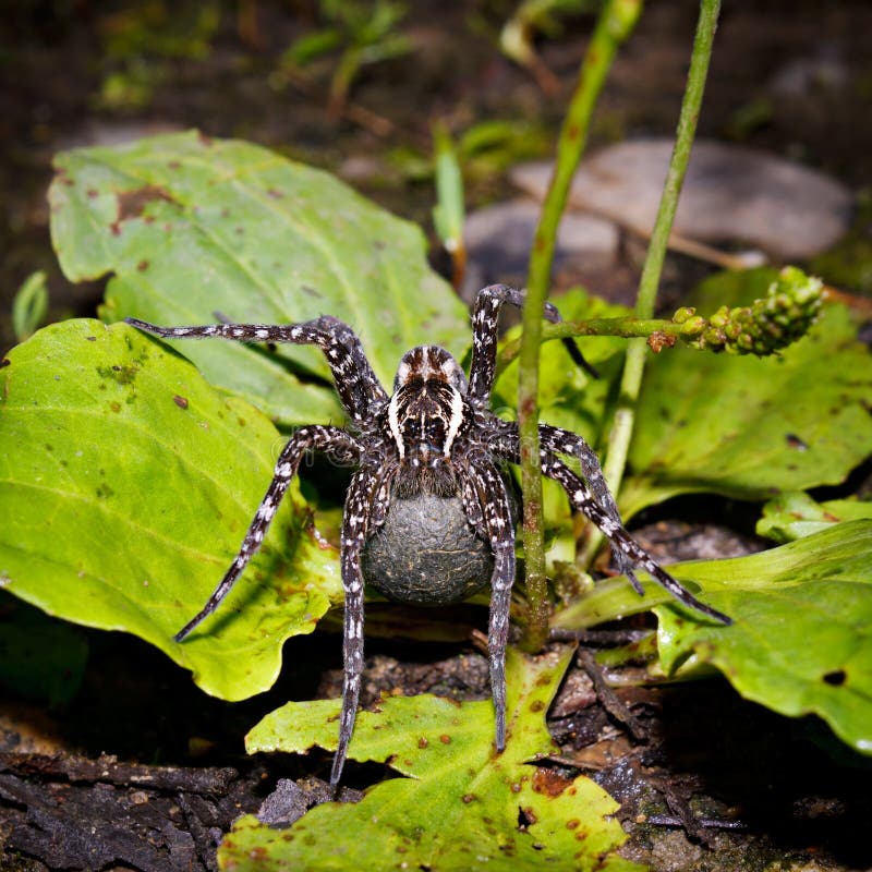 A Cocoon in a Spider S Web. Malacosoma Neustria Stock Image - Image of ...