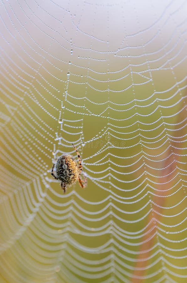 Female Spider Crawls on Its Web Stock Photo - Image of green, water ...