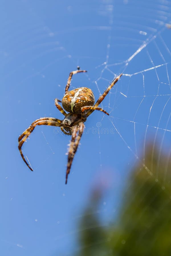 Female spider stock photo. Image of spider, wildlife - 45359716