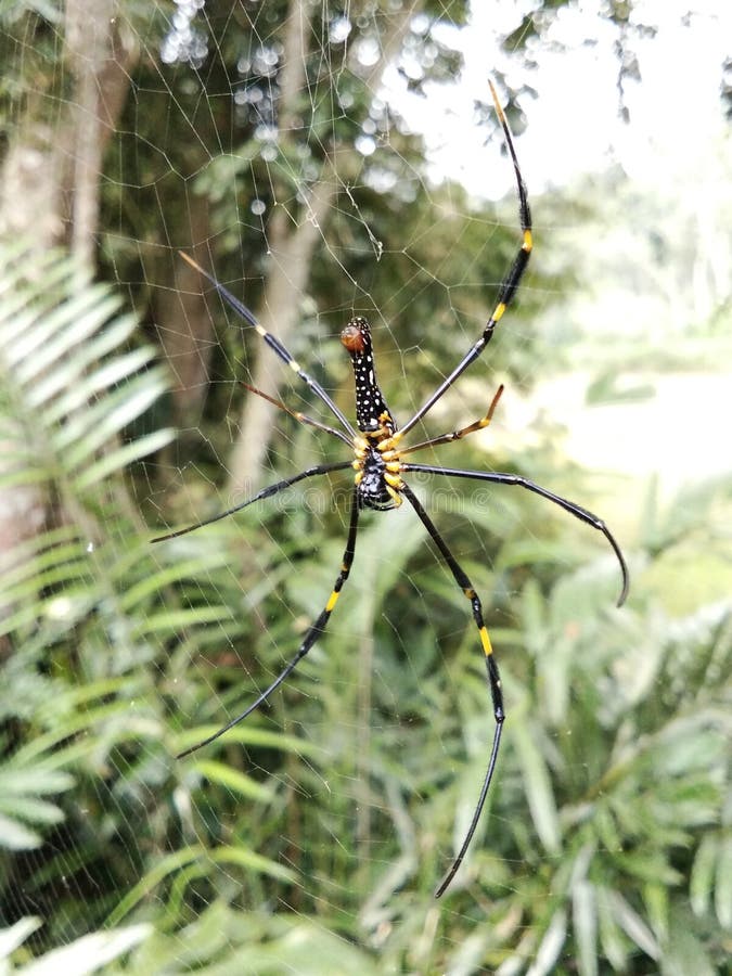 A Female Spider of the Species Nephila Stock Photo - Image of insect ...