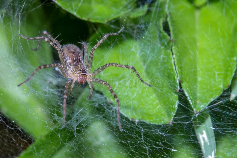 The Female Spider on Spider Web in Nature Stock Image - Image of ...