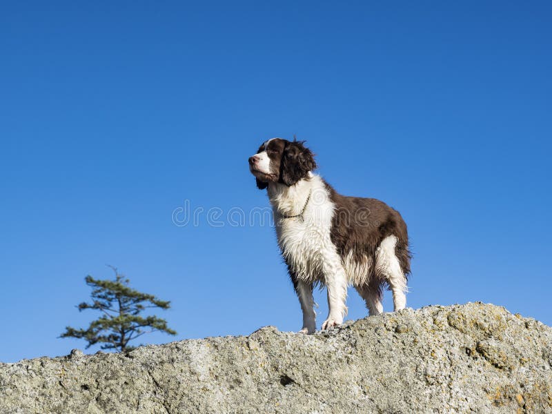 Female Springer Spaniel stock image. Image of animal - 66968961