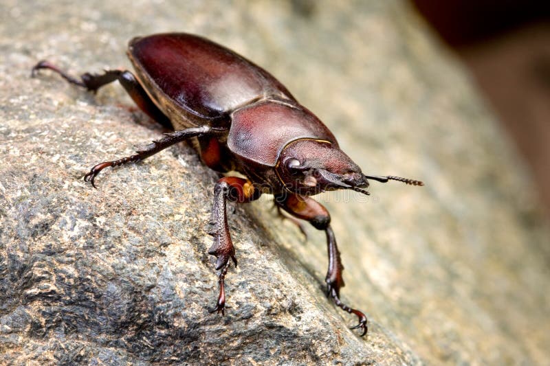 A Female Bug (stag Beetle) with a Wounded Paw. Crawling on the Asphalt ...