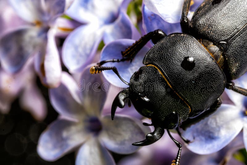 A Female Bug (stag Beetle) with a Wounded Paw. Crawling on the Asphalt ...