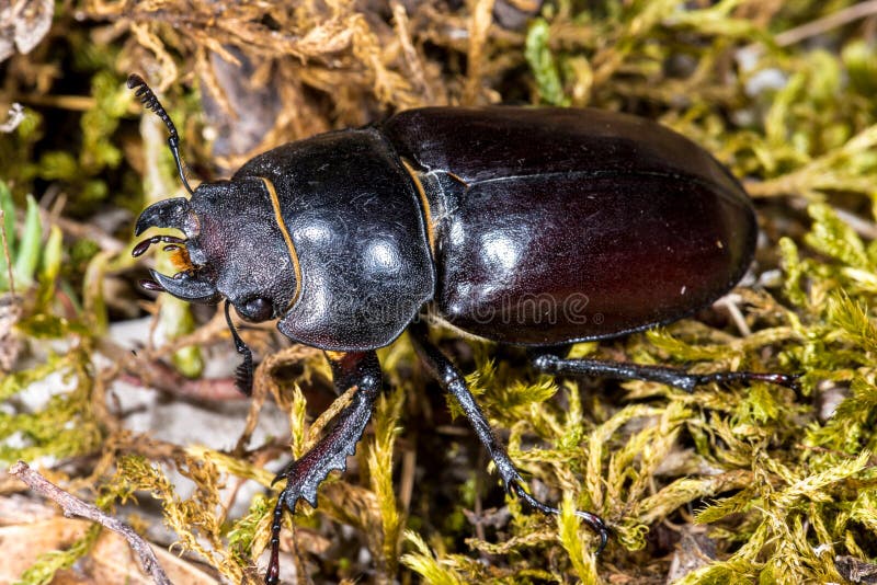Female Stag Beetle stock photo. Image of white, beetle - 210927828