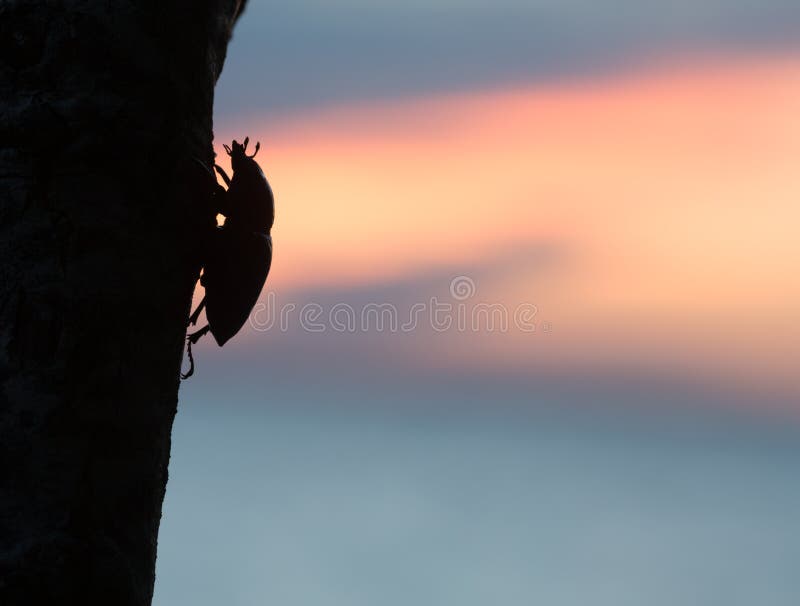 A Female Bug (stag Beetle) with a Wounded Paw. Crawling on the Asphalt ...