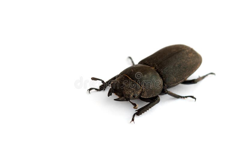 A Female Bug (stag Beetle) with a Wounded Paw. Crawling on the Asphalt ...