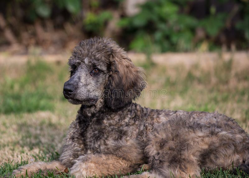 Female Standard Poodle stock photo. Image of shirt, friendliness - 68554112