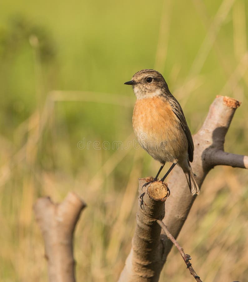 Female Stonechat stock photo. Image of life, detail, female - 29004520