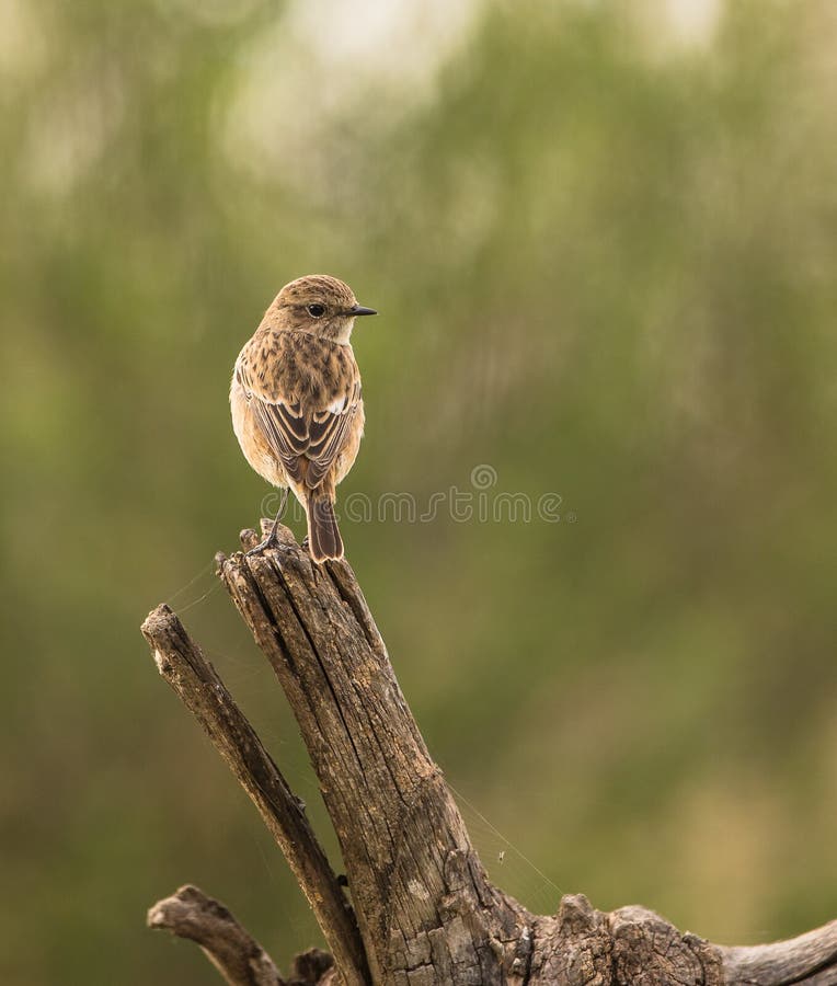 Female Stonechat stock image. Image of colour, plumage - 29005441