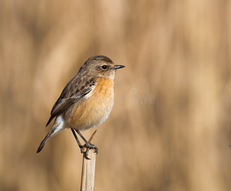 A male Stonechat stock image. Image of saxicola, confident - 22231377