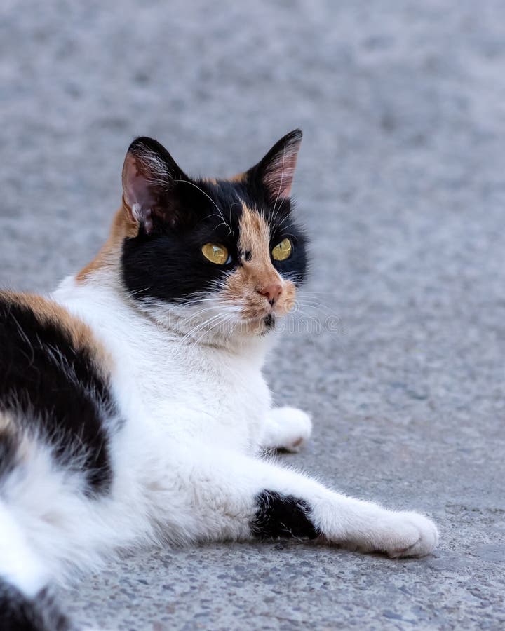 Female Stray Cat Lying and Looking at the Camera Stock Photo - Image of ...