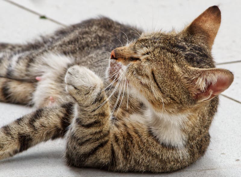 Female street cat stock photo. Image of mammal, hiding - 151228426