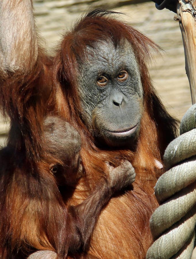 Female of Sumatran Orangutan Pongo Abelii with a Baby Stock Image ...