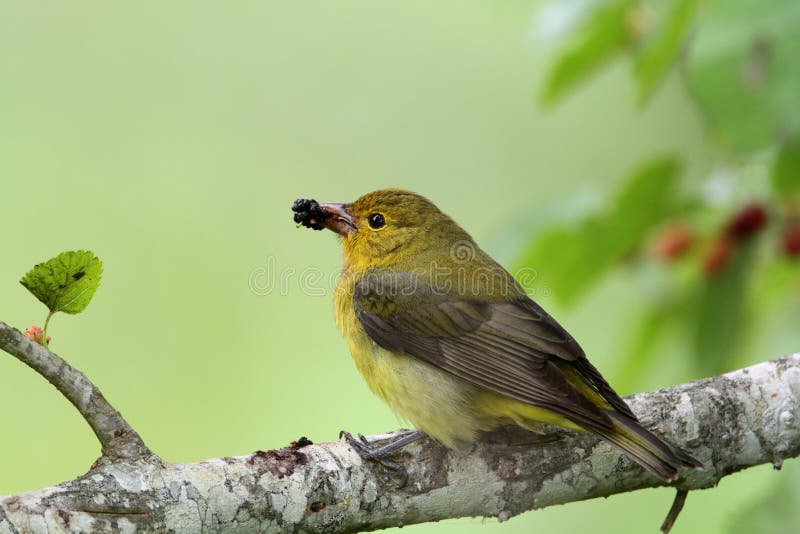 Female Summer Tanager stock photo. Image of perchfeet - 22633238
