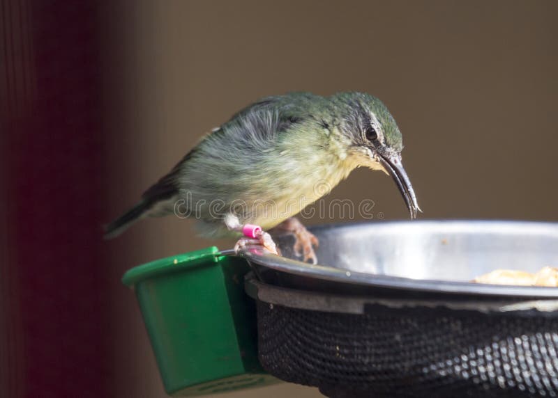 Female Sunbird stock photo. Image of beak, female, season - 48453792