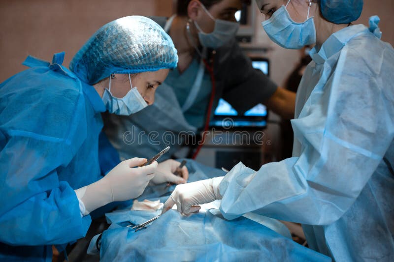 Vet Surgeon Assistant Cover Dog With Injured Eye By Sterile Cover ...