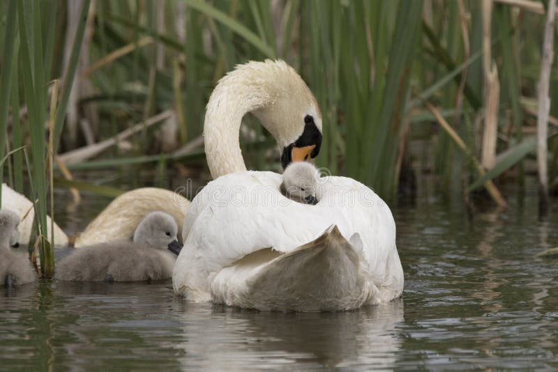 Swan and cygnet portrait stock photo. Image of bird - 101298378