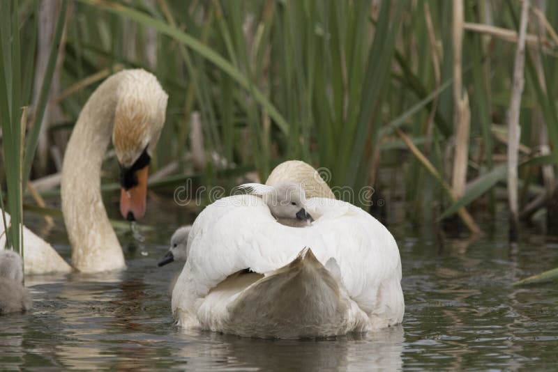 Swan and cygnet portrait stock image. Image of autumn - 101299821