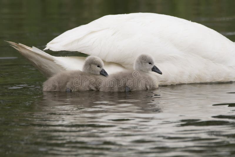 A Portrait of a Cygnet; a Young Swan Stock Photo - Image of cygnus ...