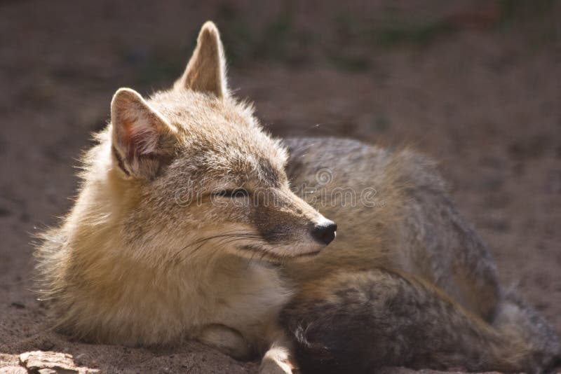 Swift Fox Sleeps in Winter Habitat. Stock Photo - Image of small ...