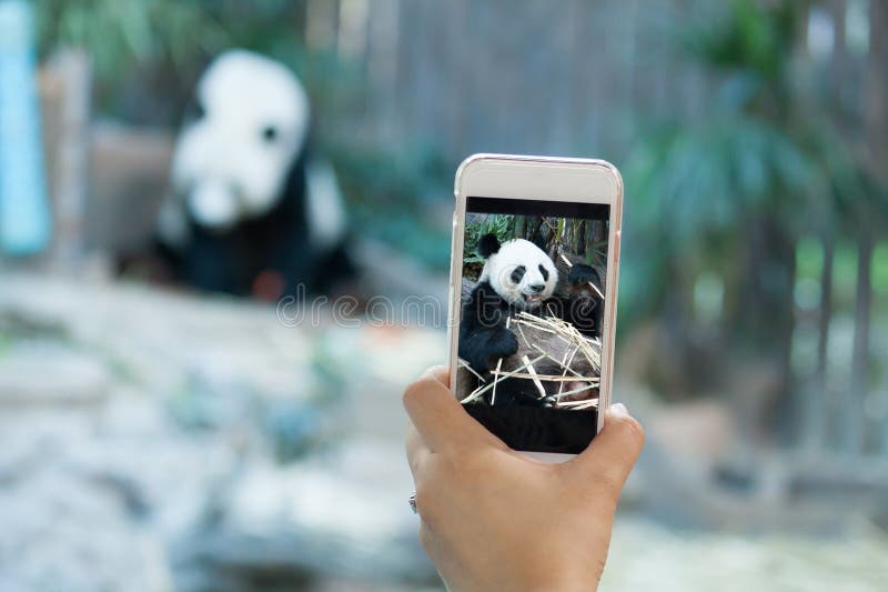 Female taking panda photo stock image. Image of wildlife - 77956631